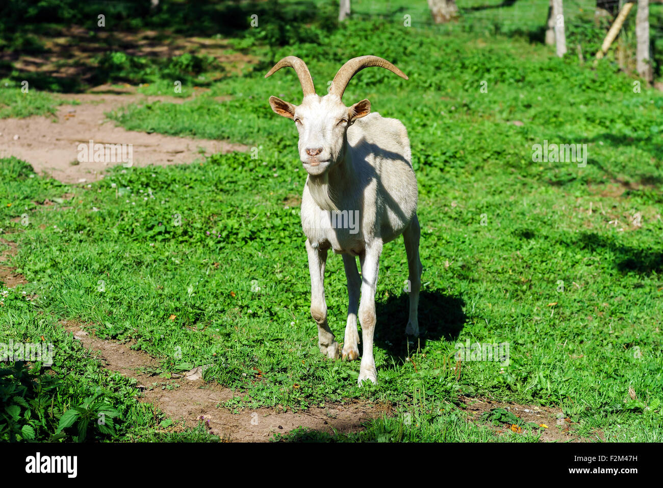 Emotional portrait of horned goat, farm animals Stock Photo - Alamy
