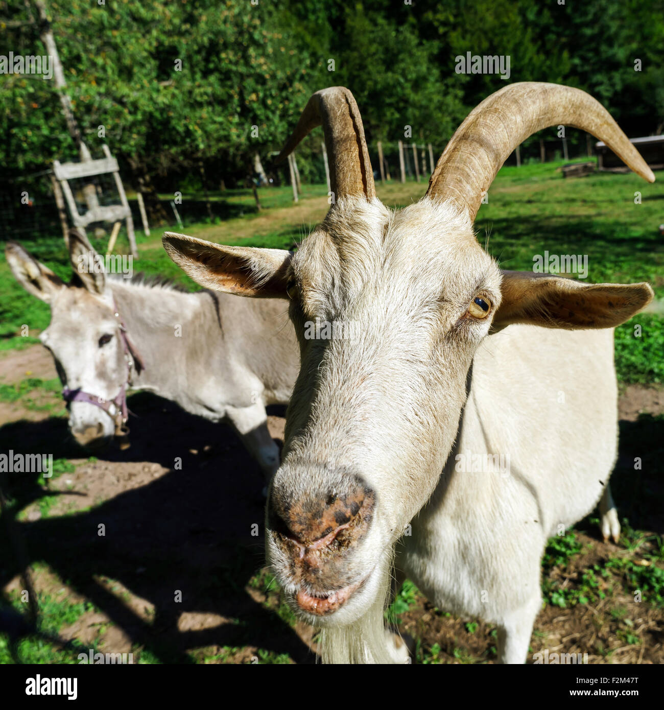 Cuddy animal hi-res stock photography and images - Alamy