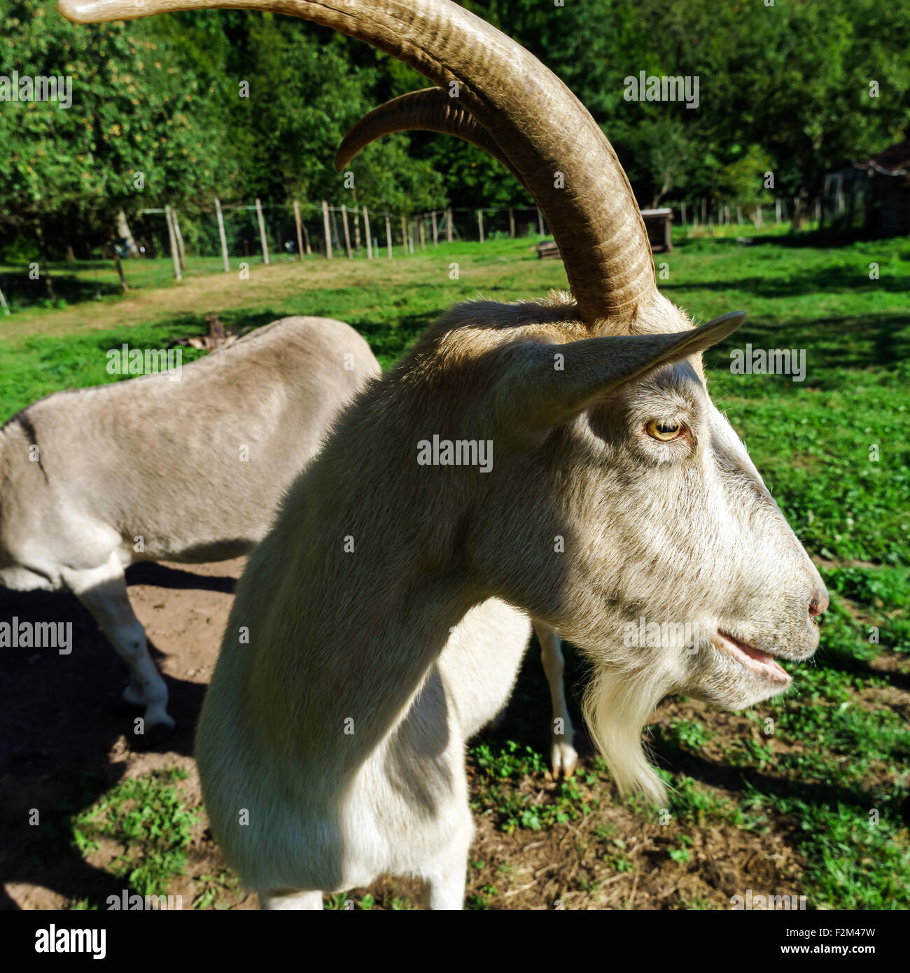 Emotional portrait of horned goat, farm animals Stock Photo - Alamy