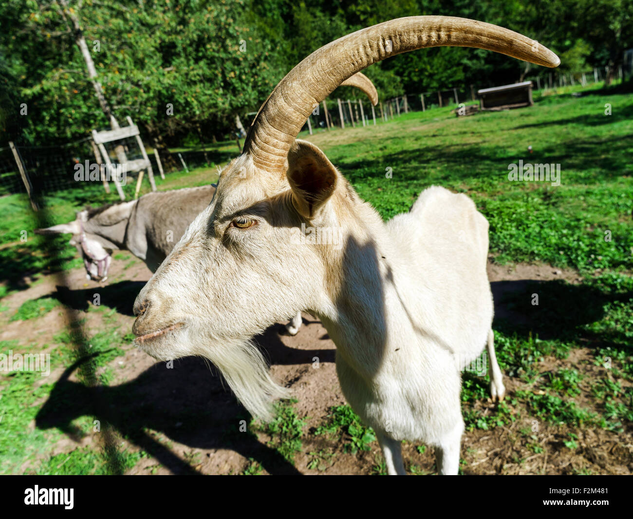 Emotional portrait of horned goat, farm animals Stock Photo - Alamy