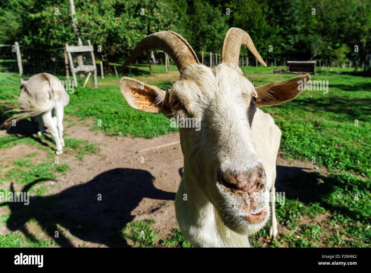 Emotional portrait of horned goat, farm animals Stock Photo - Alamy