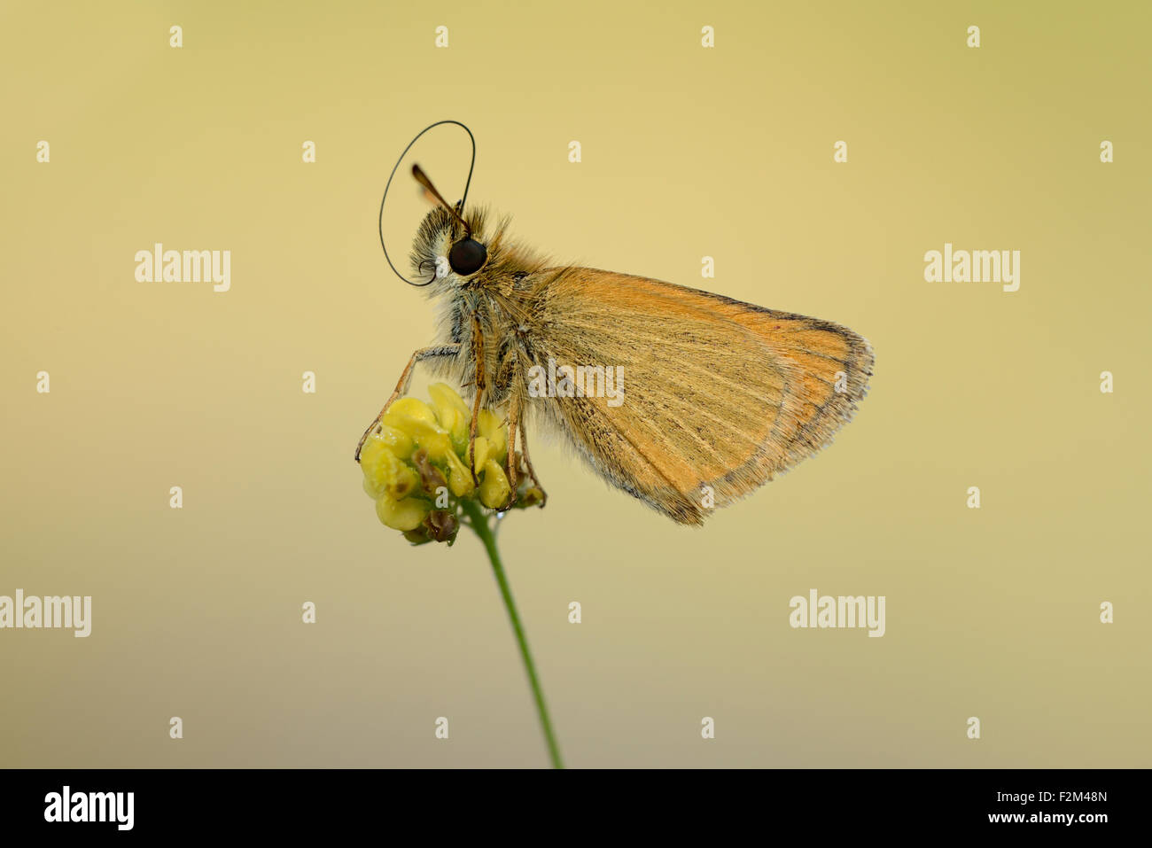 Skipper butterfly side view hi-res stock photography and images - Alamy