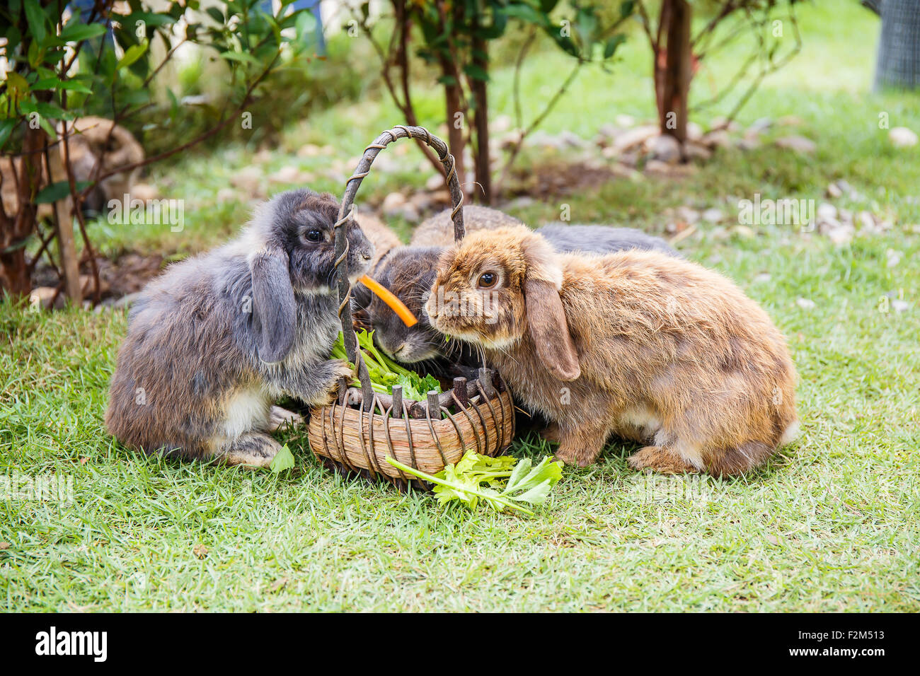 Can Rabbits Eat Tall Grass at Barbara Bowles blog