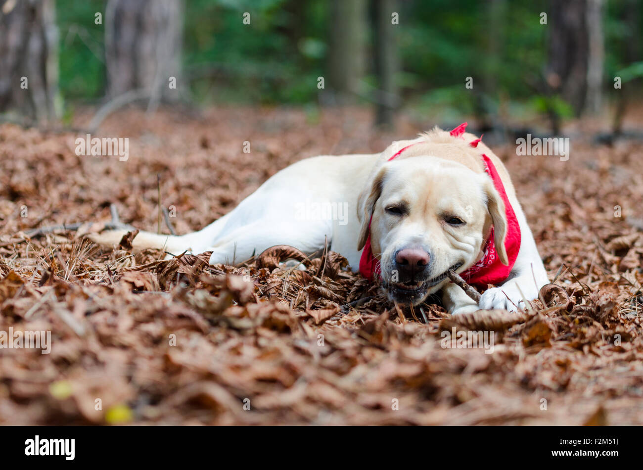 Wet yellow labrador retriever on hi-res stock photography and images ...