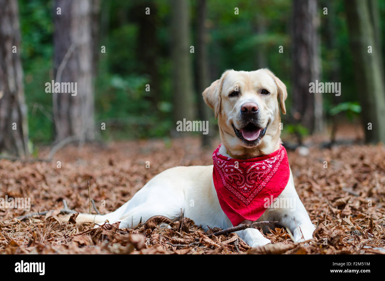 Labrador side profile hi-res stock photography and images - Alamy