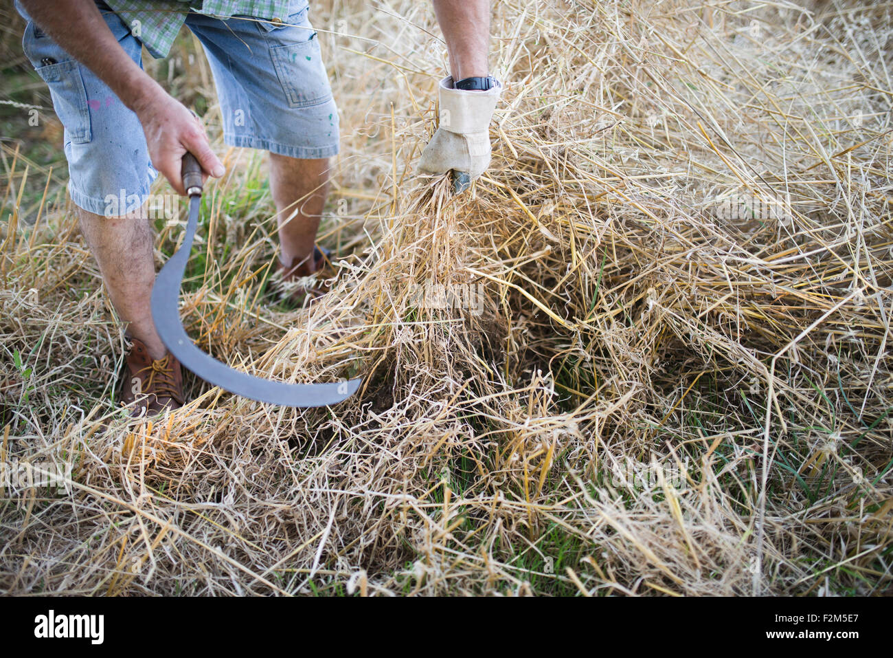Farmer cutting dry grass with scythe hi-res stock photography and ...