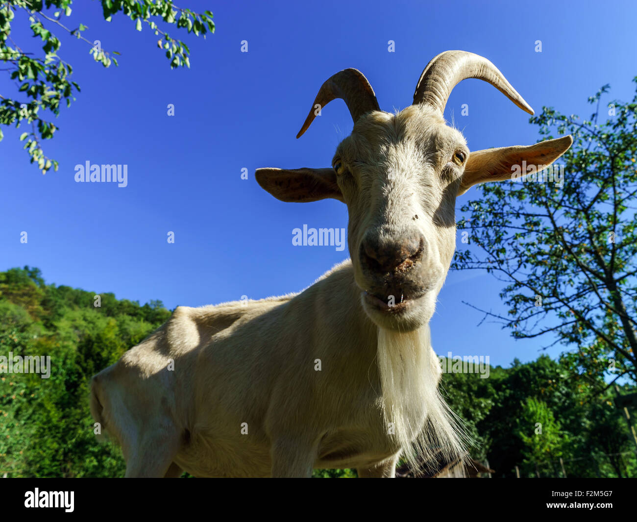 Emotional portrait of horned goat, farm animals Stock Photo - Alamy