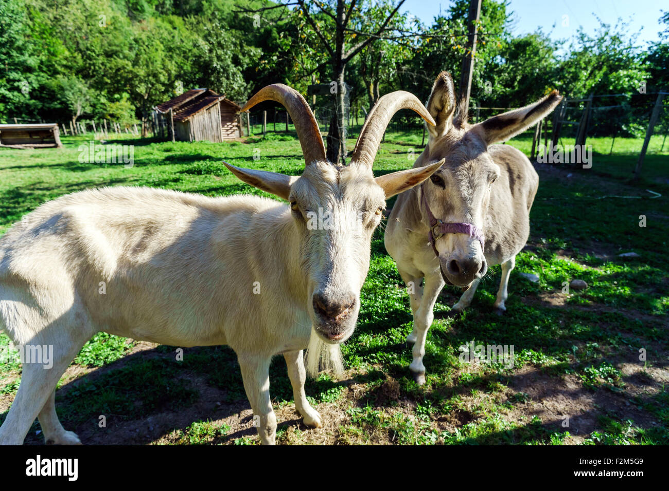 Emotional portrait of horned goat, farm animals Stock Photo - Alamy