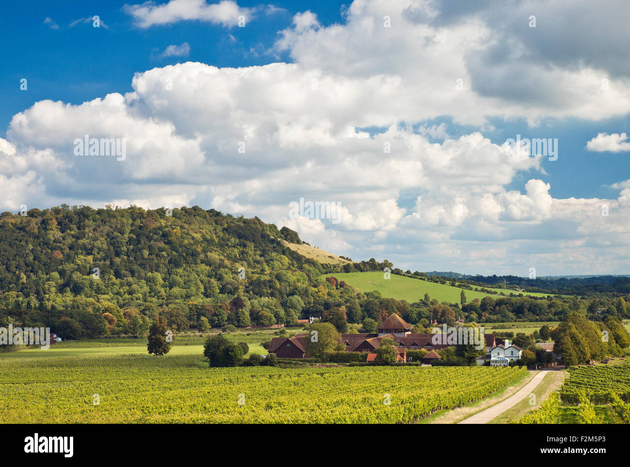 Denbies Wine Estate near Dorking Stock Photo - Alamy