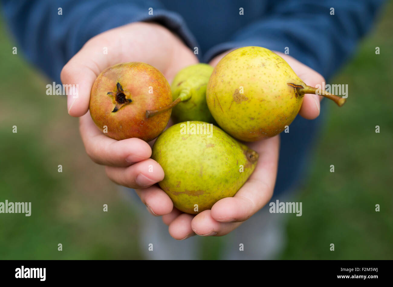 Hands of a boy holding pears Stock Photo - Alamy