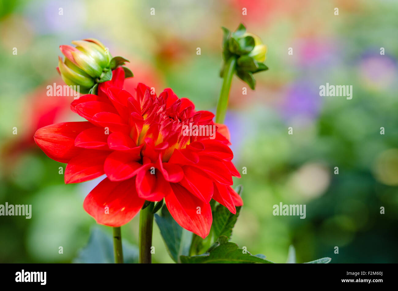 A beautiful red flower Stock Photo - Alamy