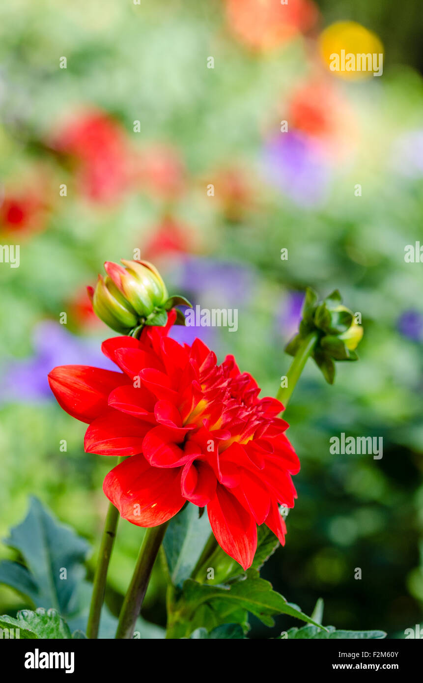 A beautiful red flower Stock Photo - Alamy