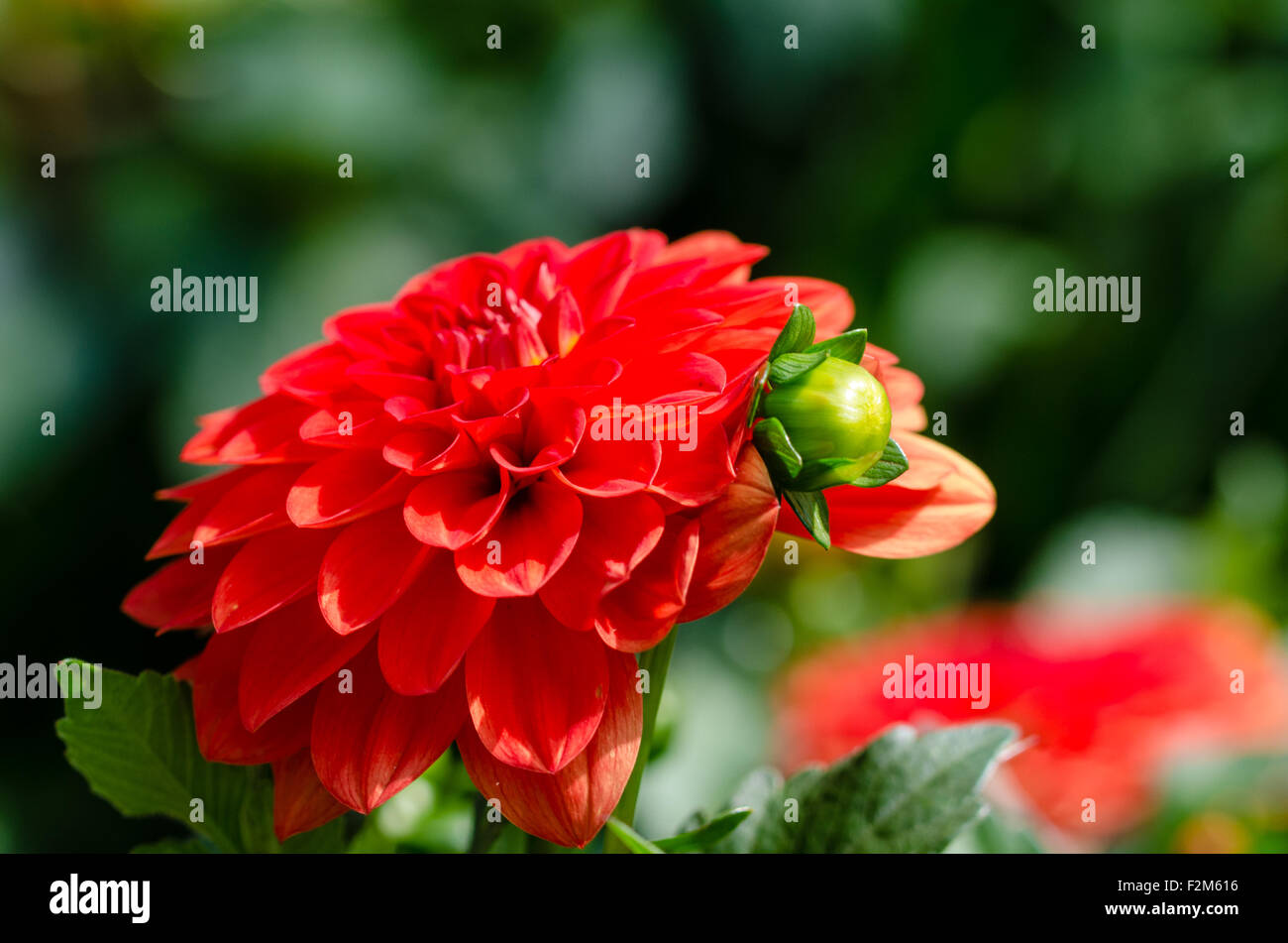 A beautiful red flower Stock Photo - Alamy