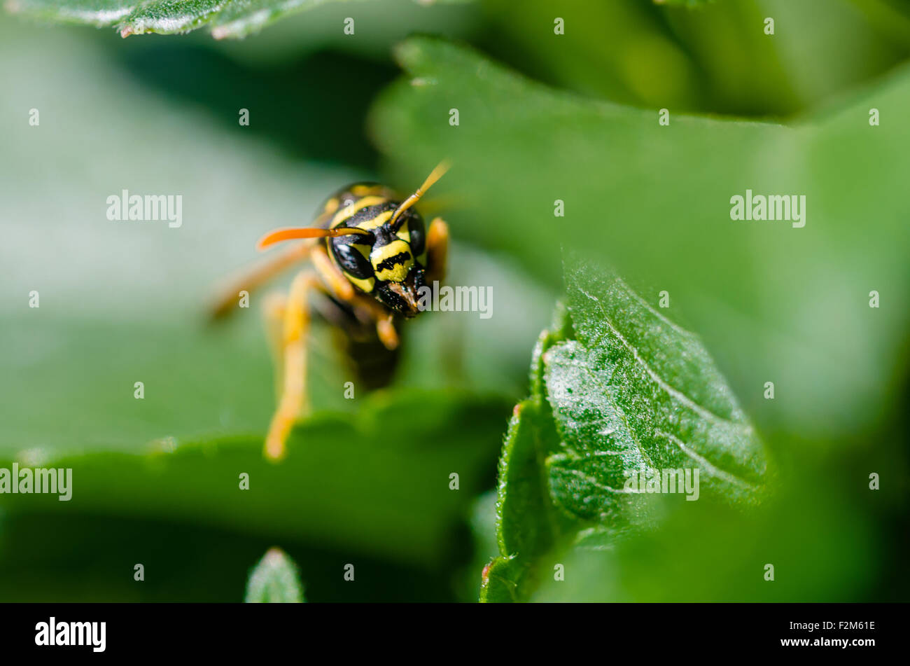 Closeup wasp hi-res stock photography and images - Alamy