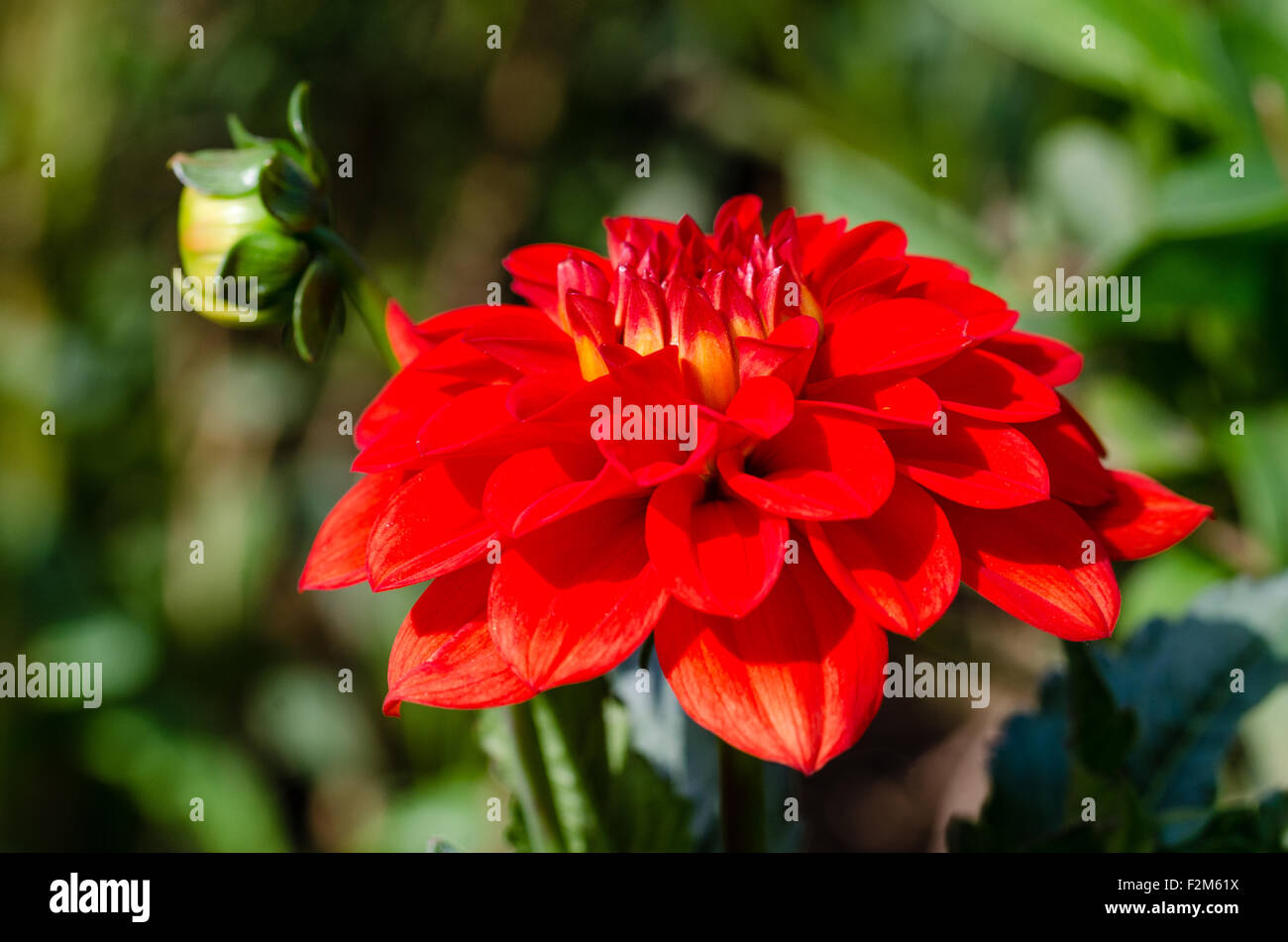 A beautiful red flower Stock Photo - Alamy