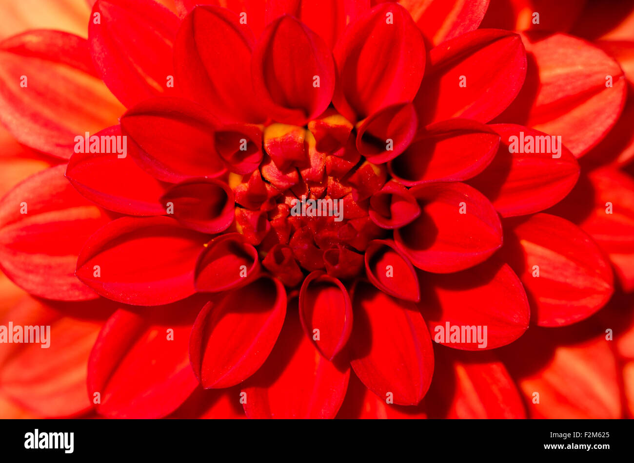 A beautiful red flower Stock Photo - Alamy