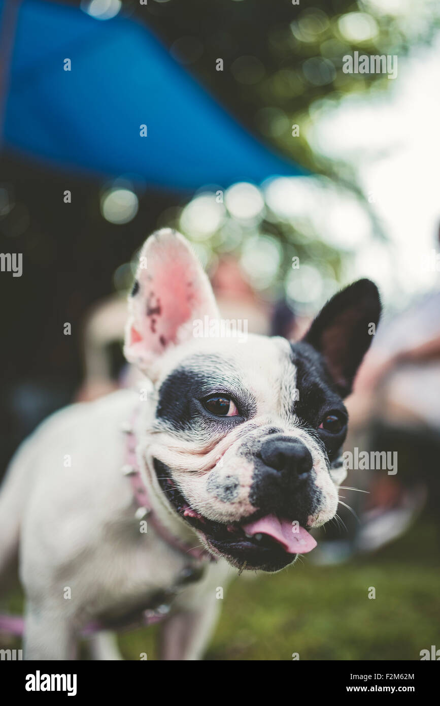 Portrait of a French bulldog Stock Photo - Alamy