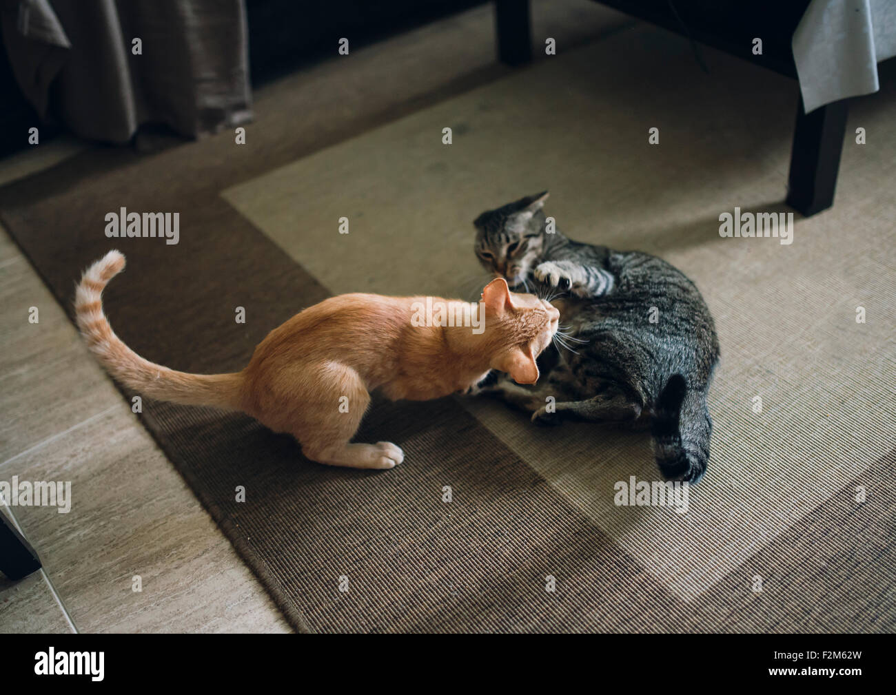 Two tabby cats play fighting in appartment Stock Photo - Alamy