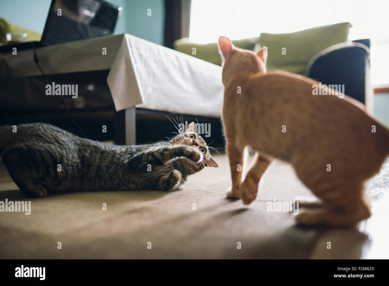 Fighting cats hi-res stock photography and images - Alamy