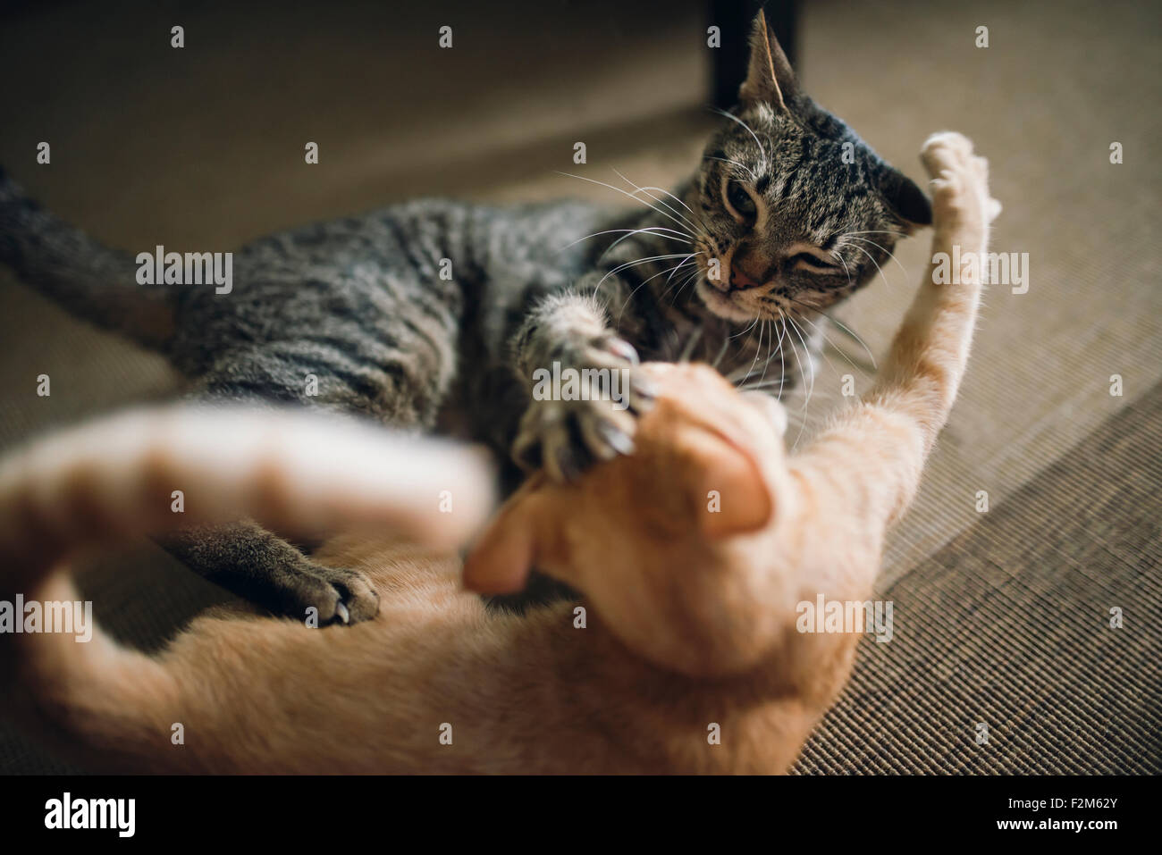 Two young cats playing fighting hi-res stock photography and images - Alamy