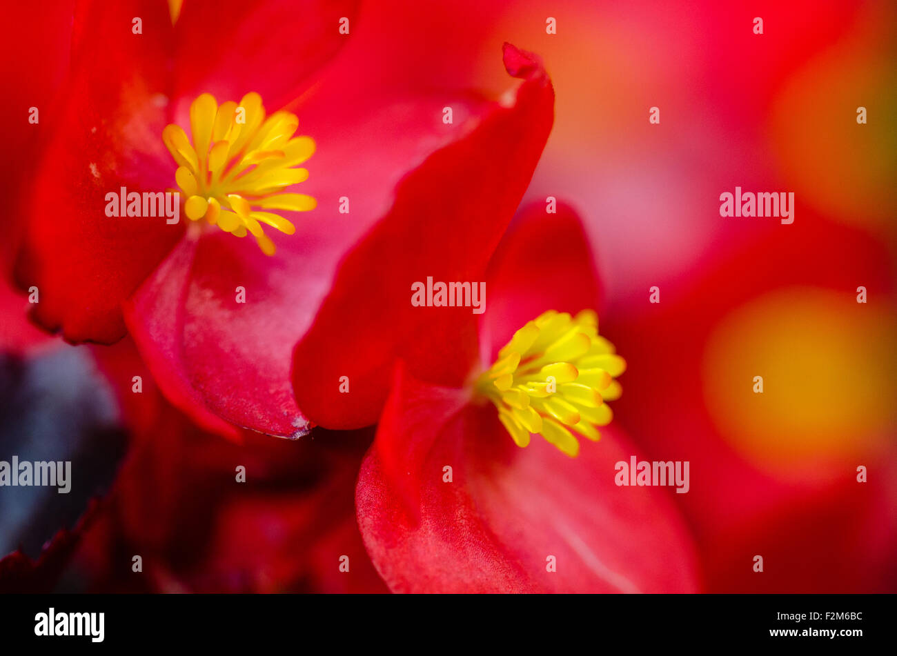 Beautiful red flowers Stock Photo - Alamy