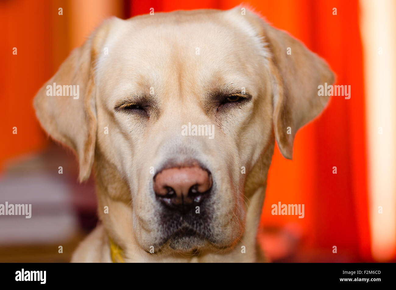 Yellow labrador dog pink nose hi-res stock photography and images - Alamy