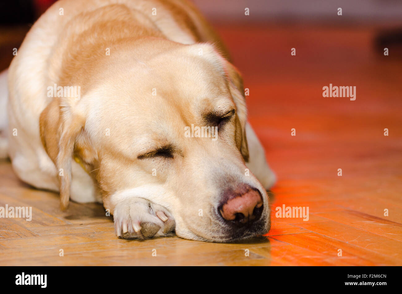 Yellow Lab Puppies With Pink Noses