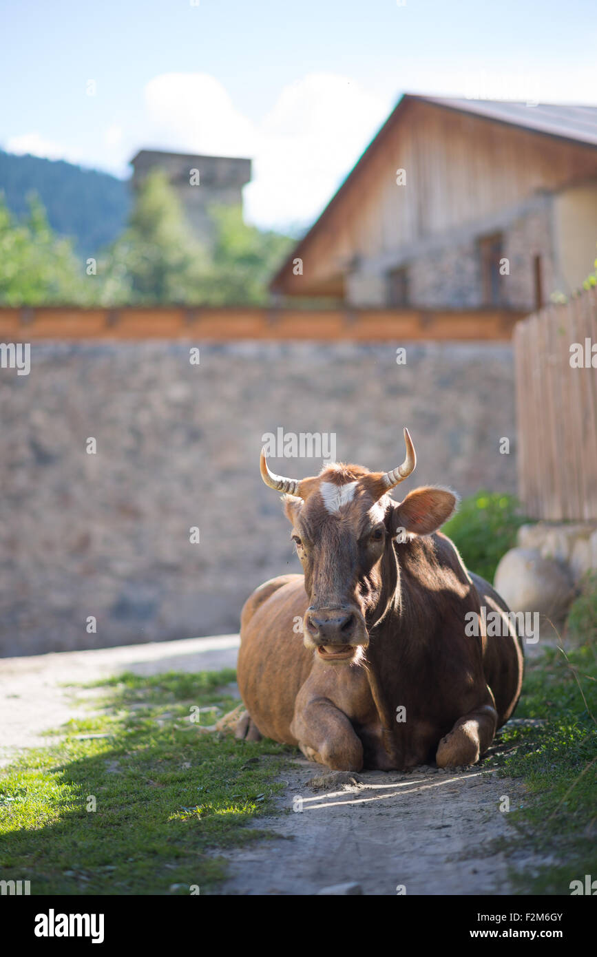 Cow on the streets of Mestia, Georgia Stock Photo - Alamy