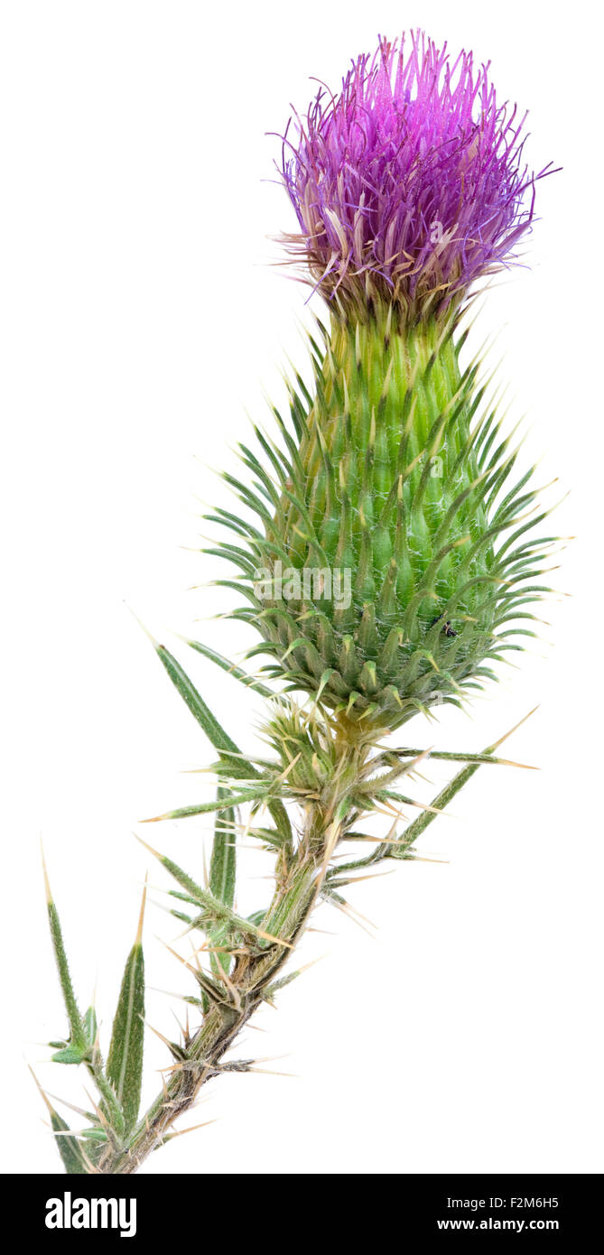 Bur Blooming Bud Isolated on White Background Stock Photo - Alamy