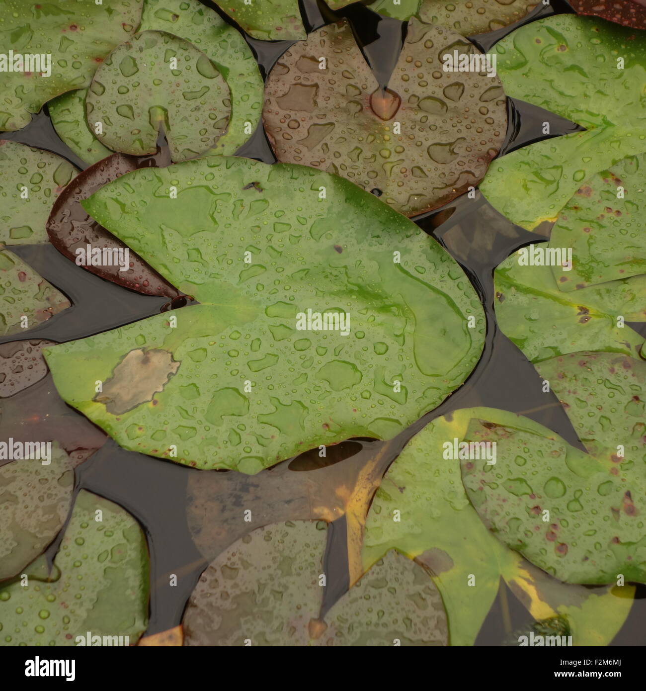 Calm pond lily pads hi-res stock photography and images - Alamy