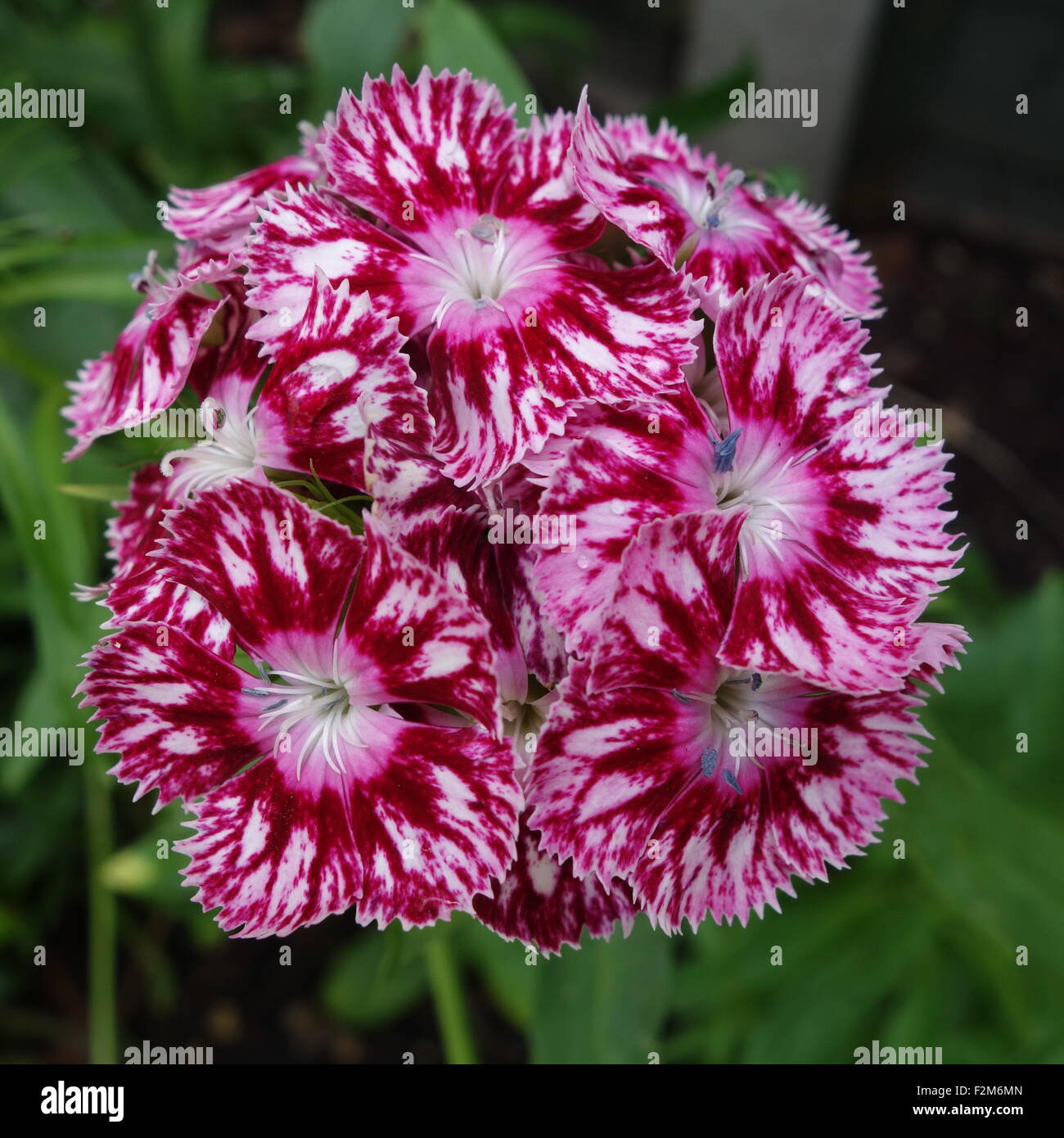 Sweet William Dianthus Barbatus Stock Photos & Sweet William Dianthus ...