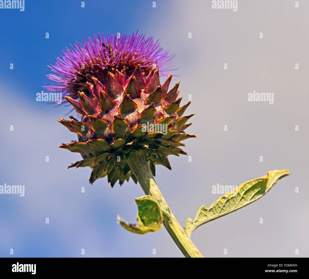 Thistle prickles hi-res stock photography and images - Alamy