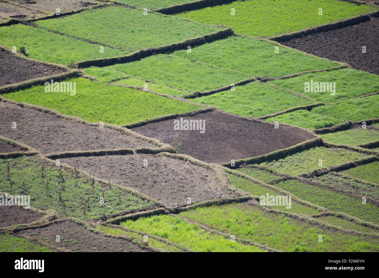 Africa, Madagascar, Rice fields Stock Photo - Alamy