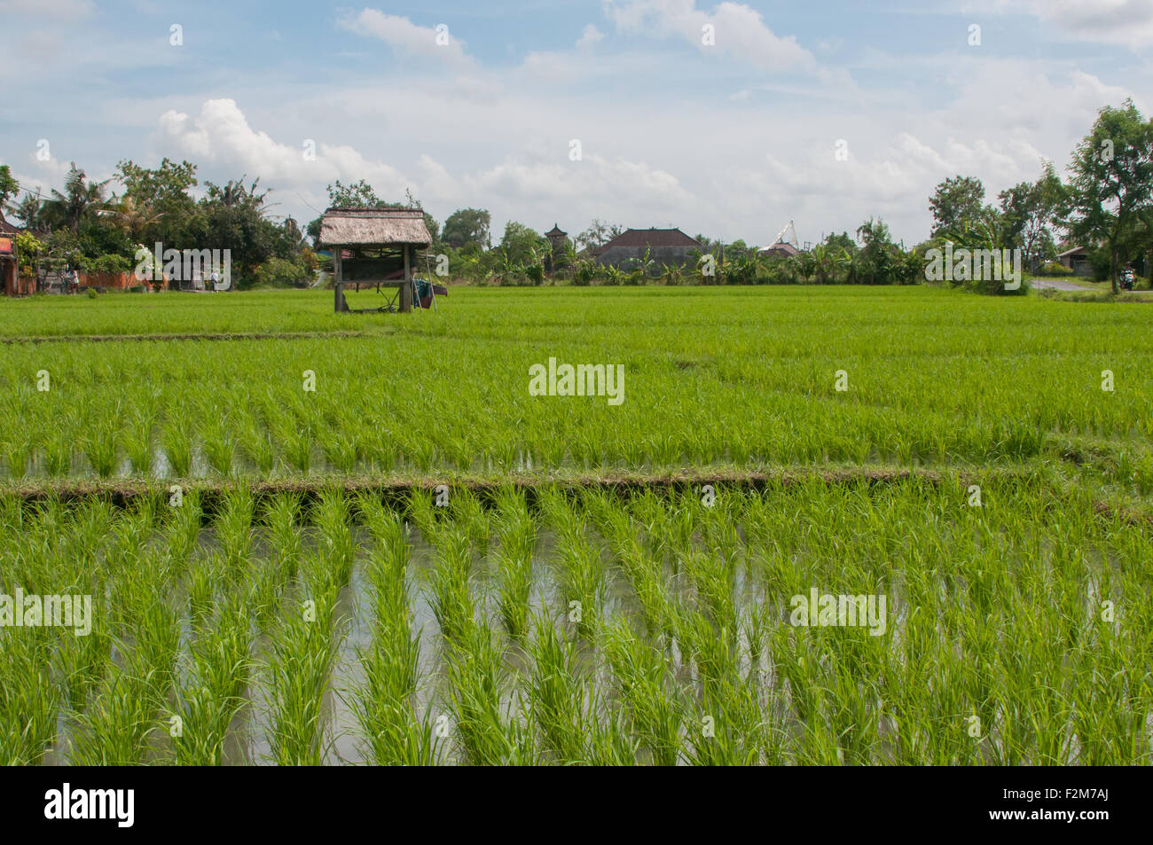 Rice field in Thailand Stock Photo - Alamy