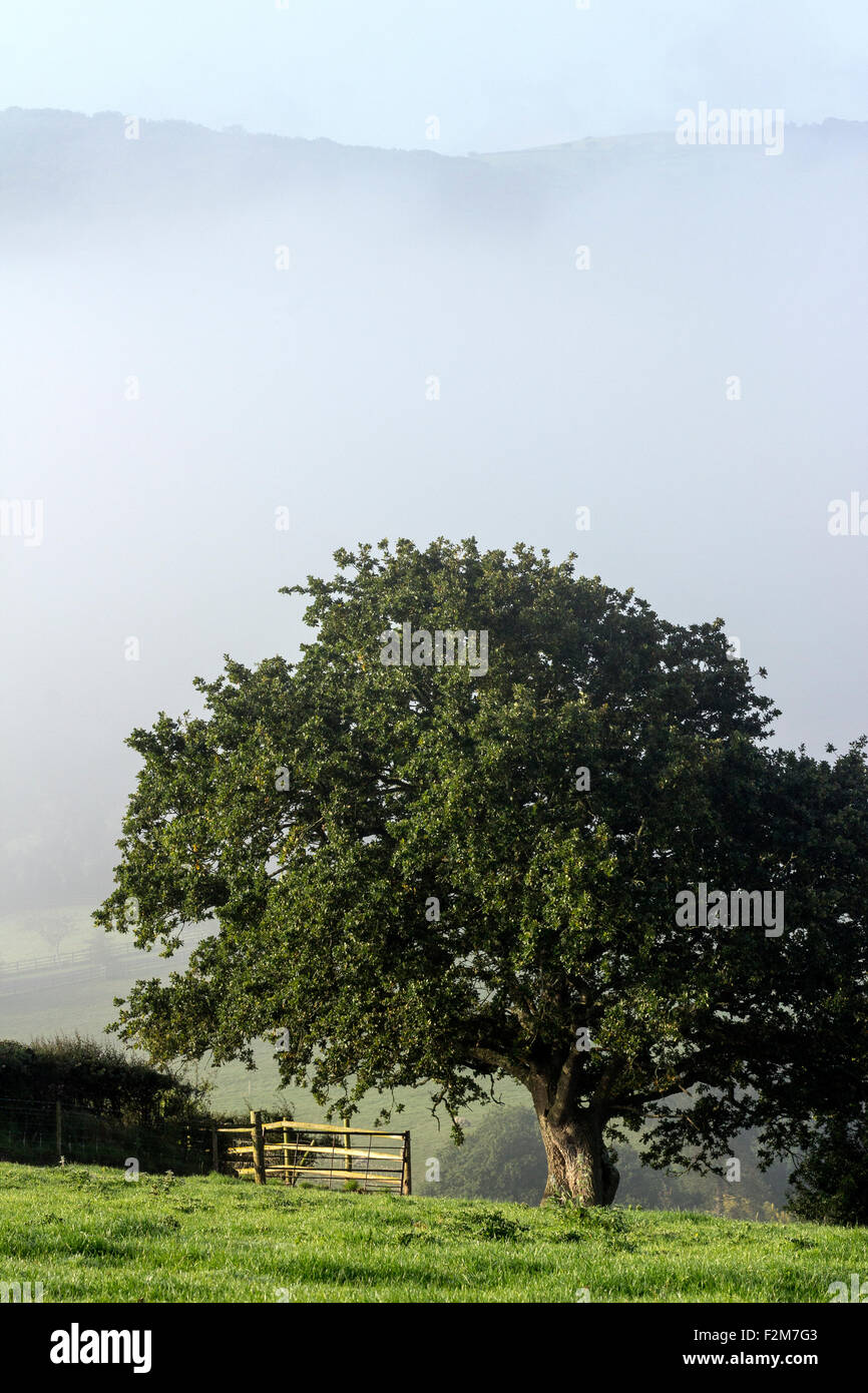 hedgerows and oak trees in Devon fields in morning mist,Teign valley ...
