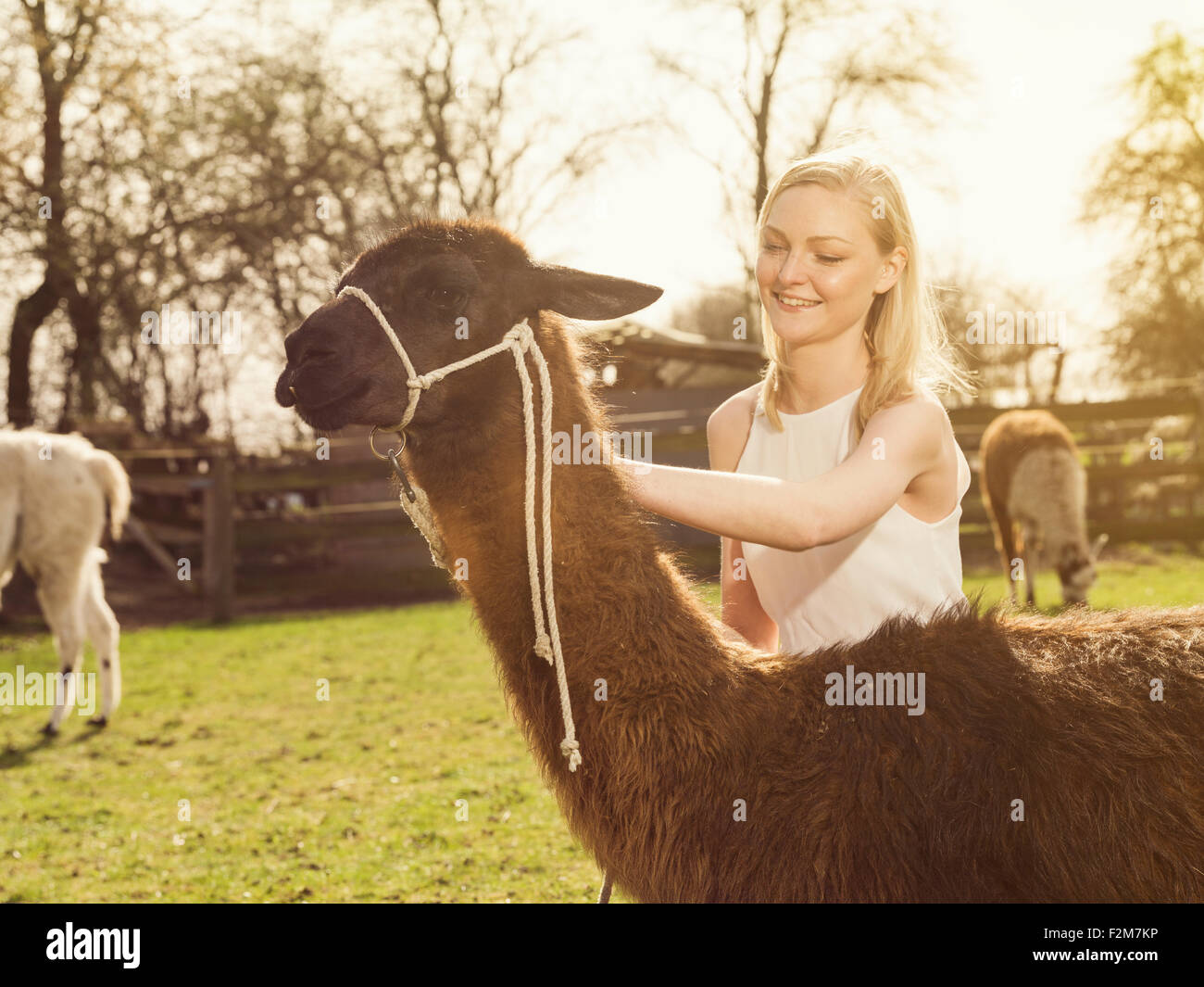 Smiling Llama High Resolution Stock Photography and Images - Alamy