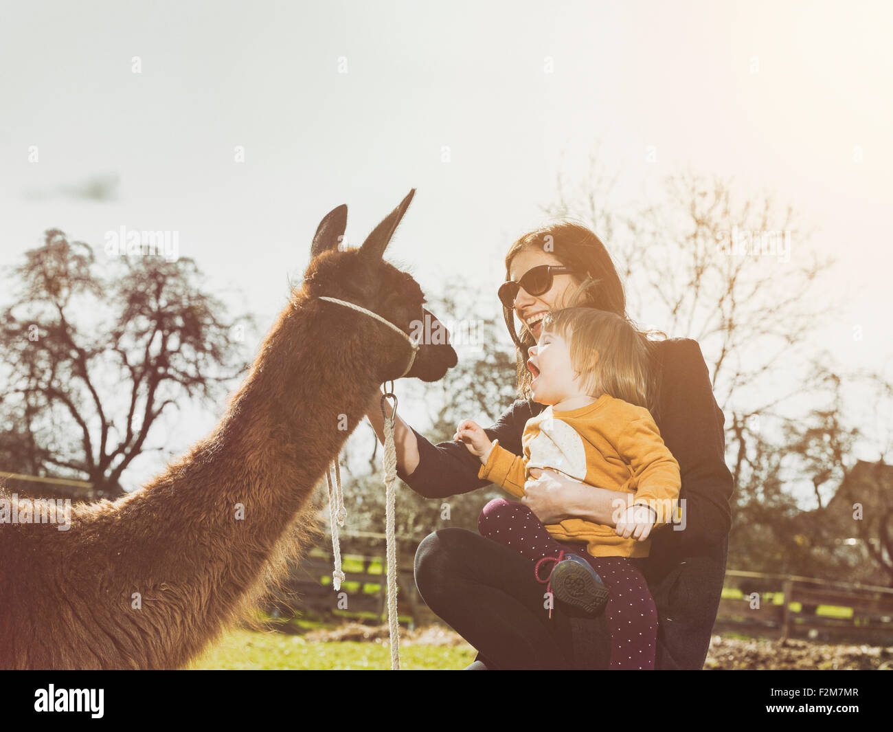 Baby Llama Mother Stock Photos & Baby Llama Mother Stock Images - Alamy