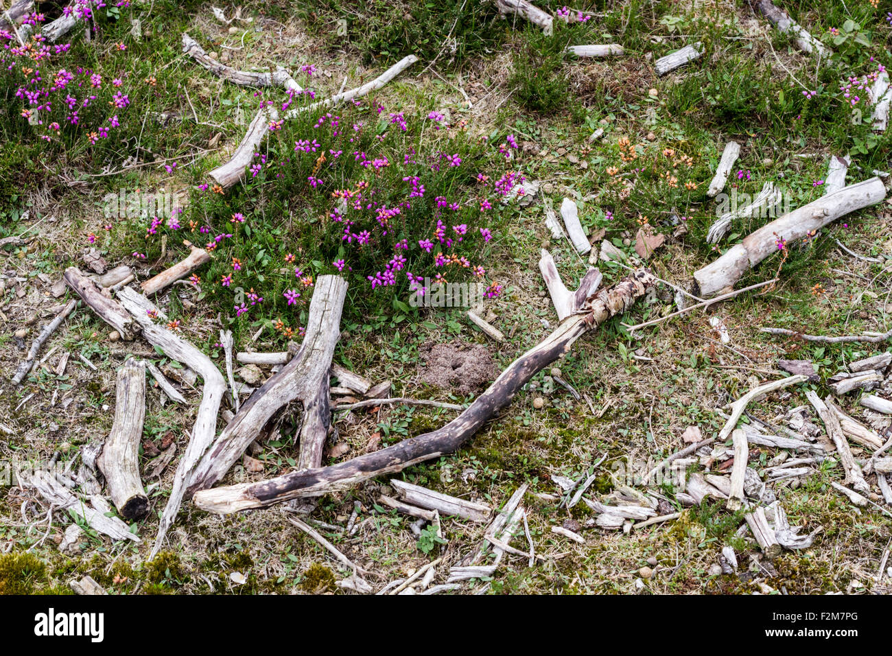Heather sticks hi-res stock photography and images - Alamy