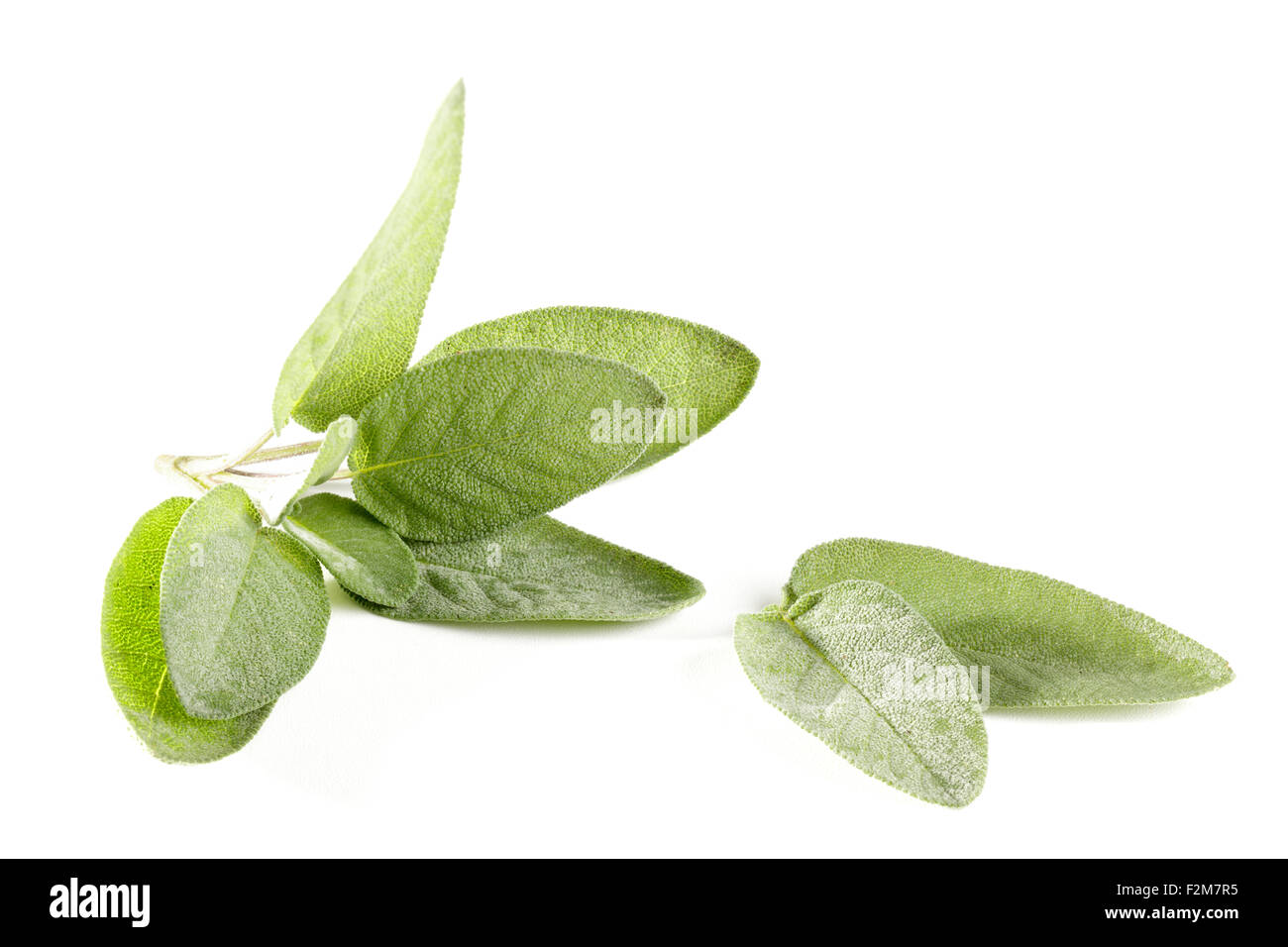 Sage colour hi-res stock photography and images - Alamy