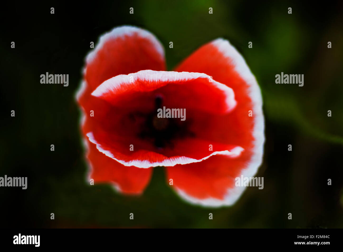 Single papaver white hi-res stock photography and images - Alamy