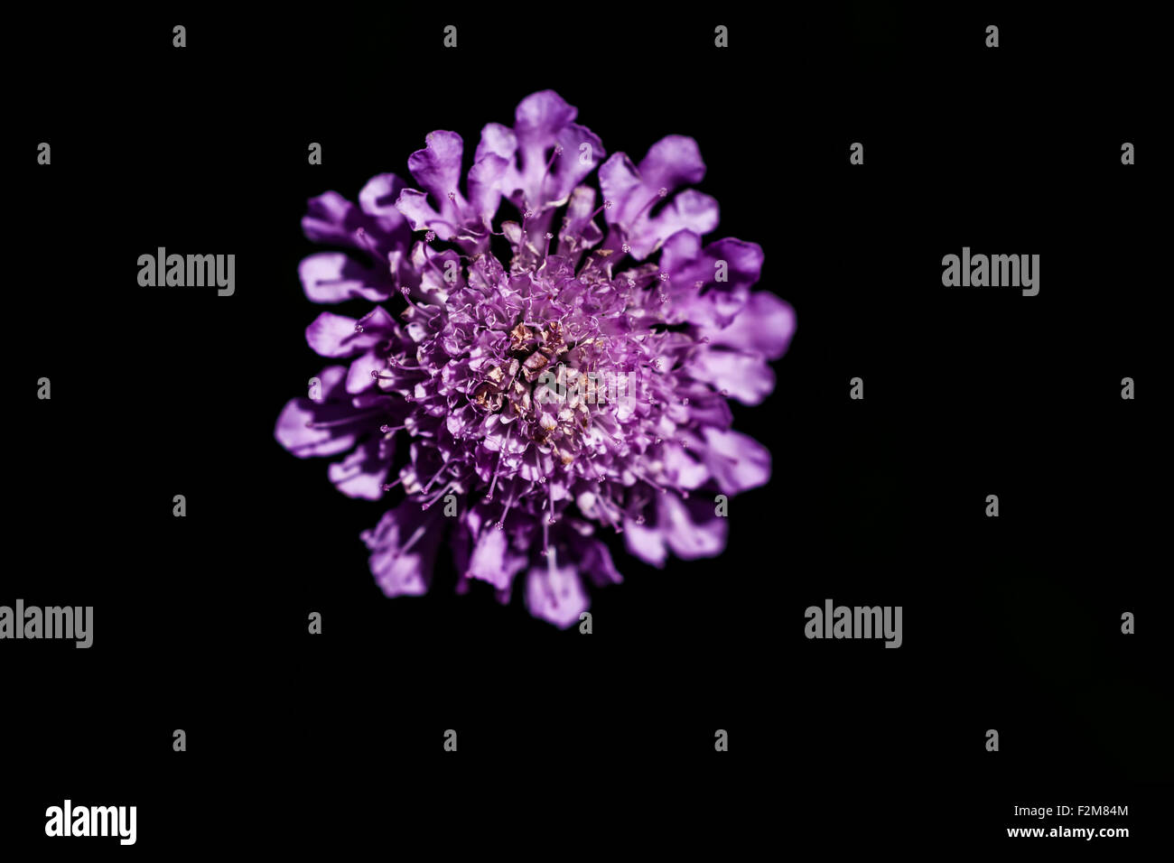 Widow head hi-res stock photography and images - Alamy