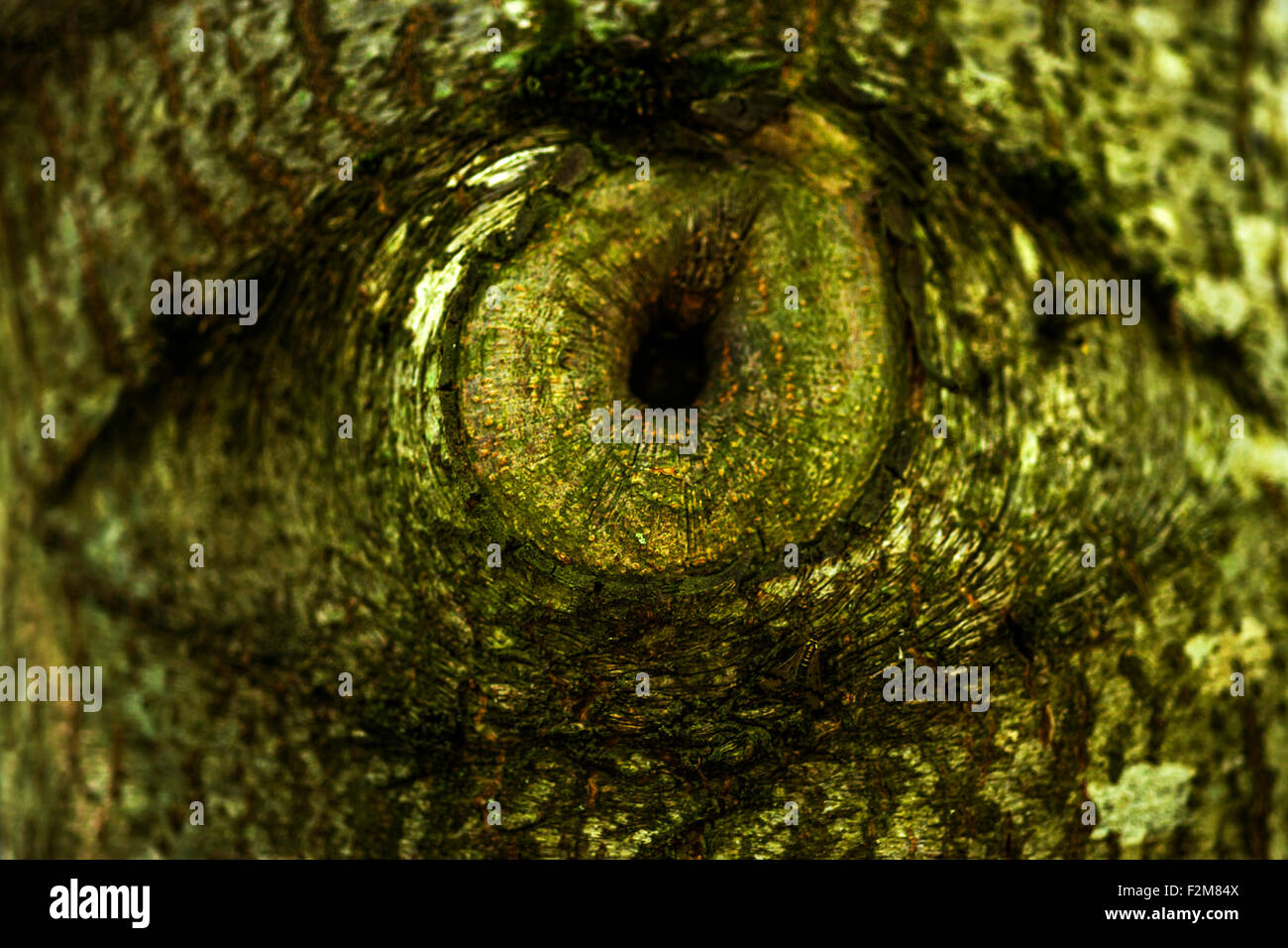 Close up oak tree hi-res stock photography and images - Alamy