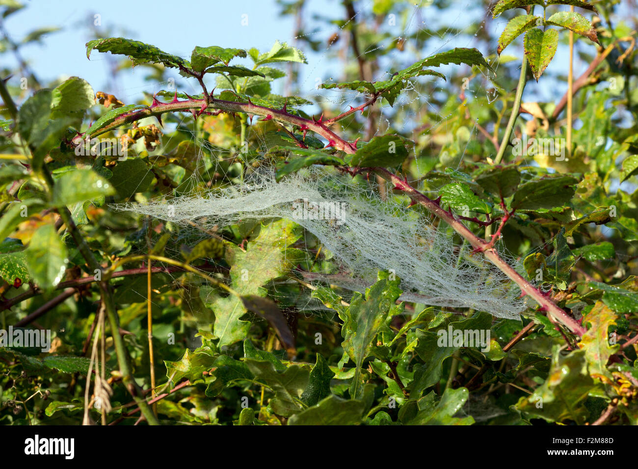 Oak Spiders High Resolution Stock Photography and Images - Alamy