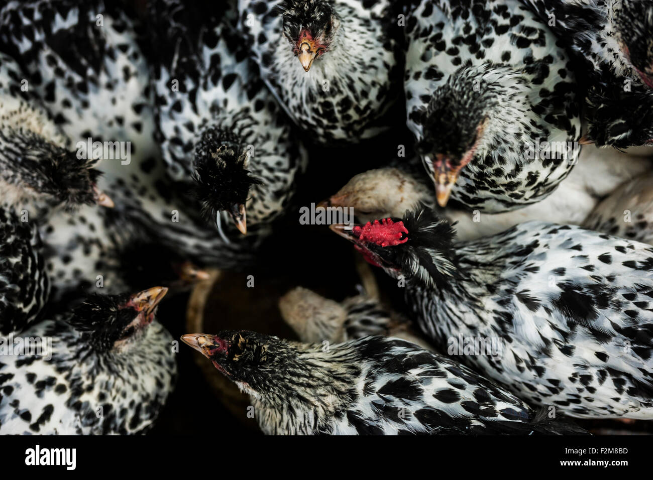 Spangled Chicken Feathers