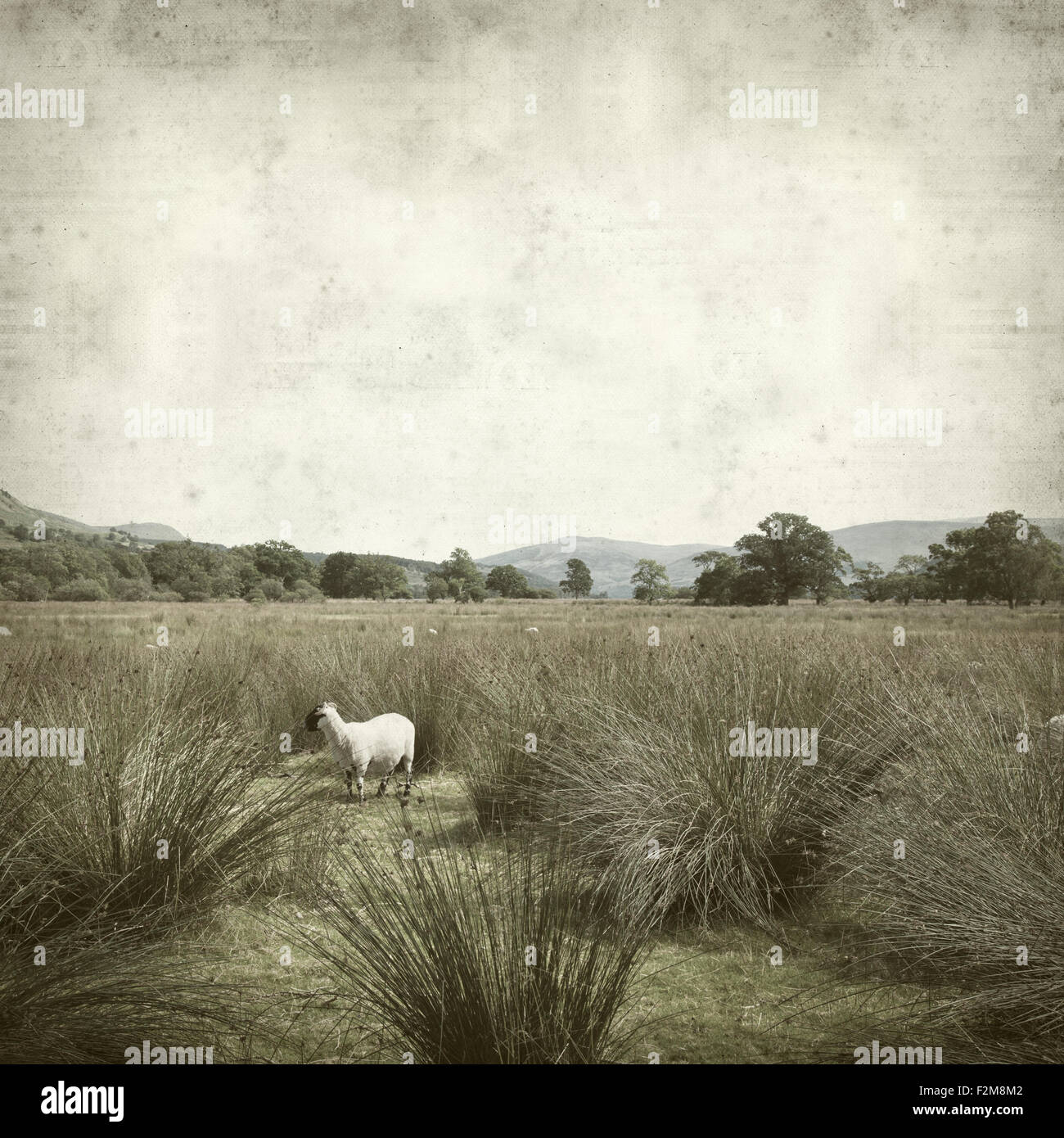 textured old paper background with Scotland summer landscape with ...