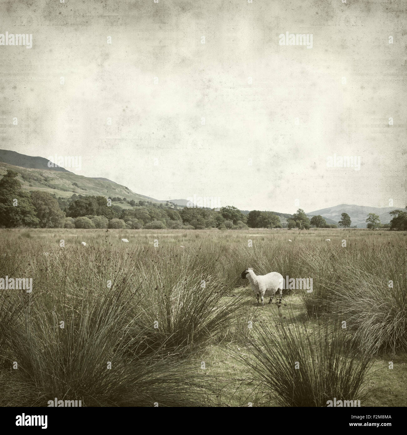textured old paper background with Scotland summer landscape with ...
