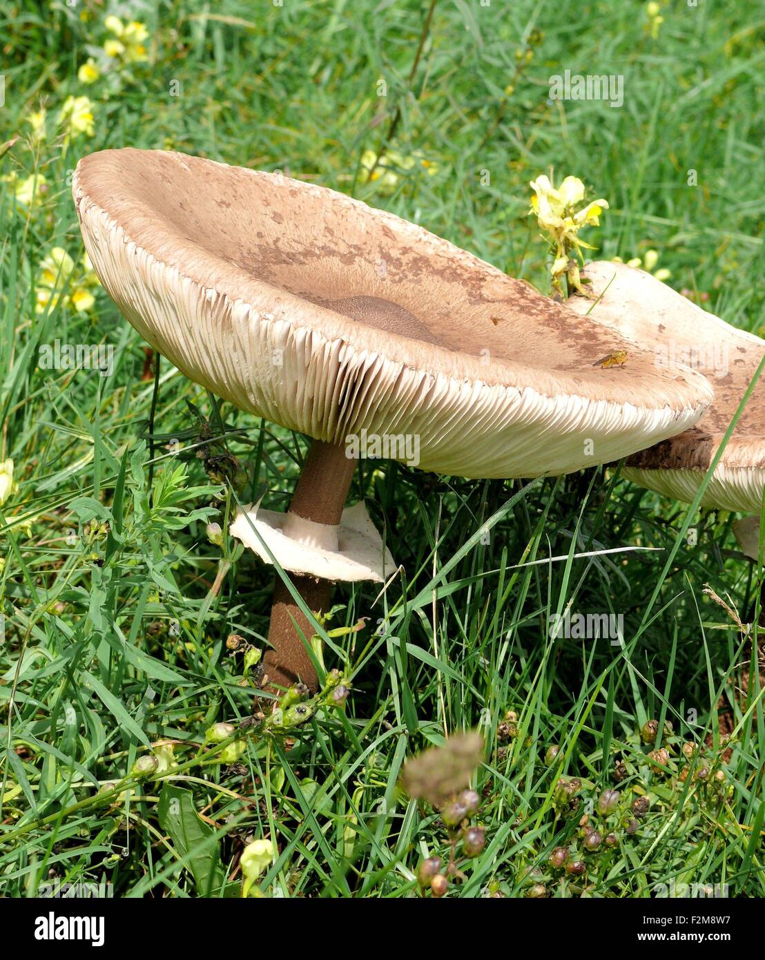 Rib Fungi High Resolution Stock Photography and Images - Alamy