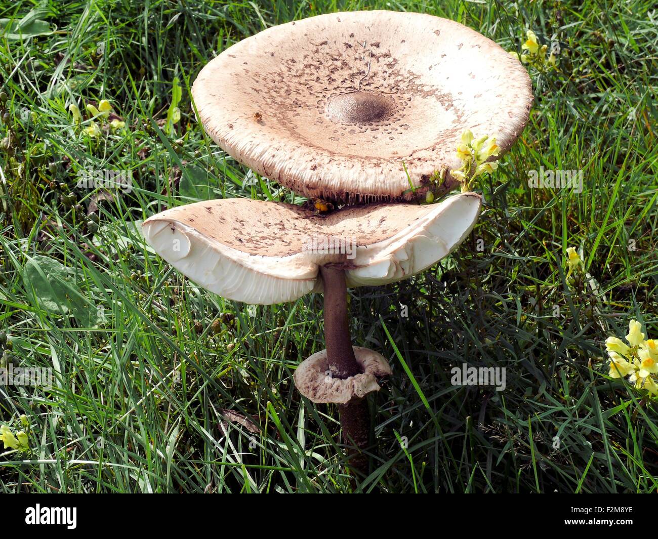 Rib Fungi High Resolution Stock Photography and Images - Alamy