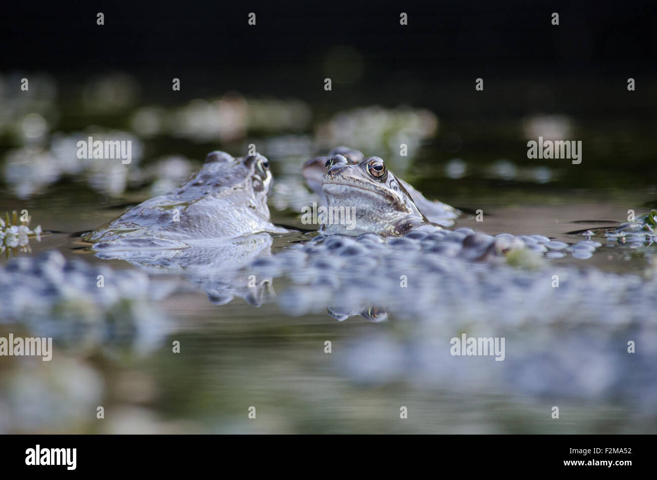 Two frogs facing each other Stock Photo - Alamy