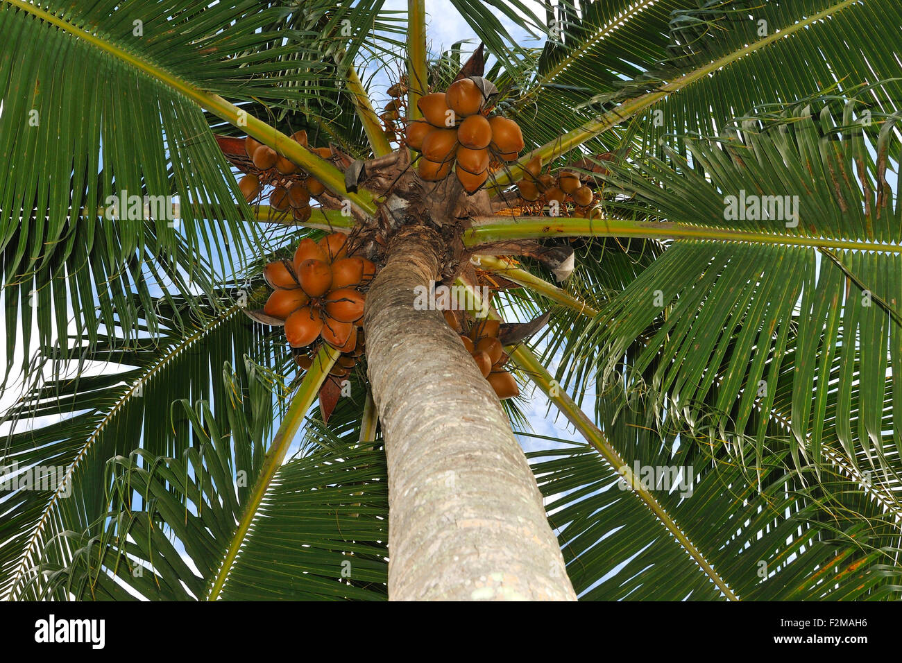 Coconut tree canopy hi-res stock photography and images - Alamy
